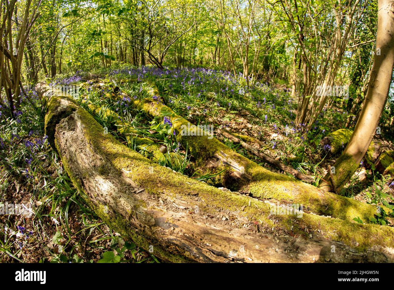 Stunning English Bluebell woods landscape in spring sunshine Stock ...