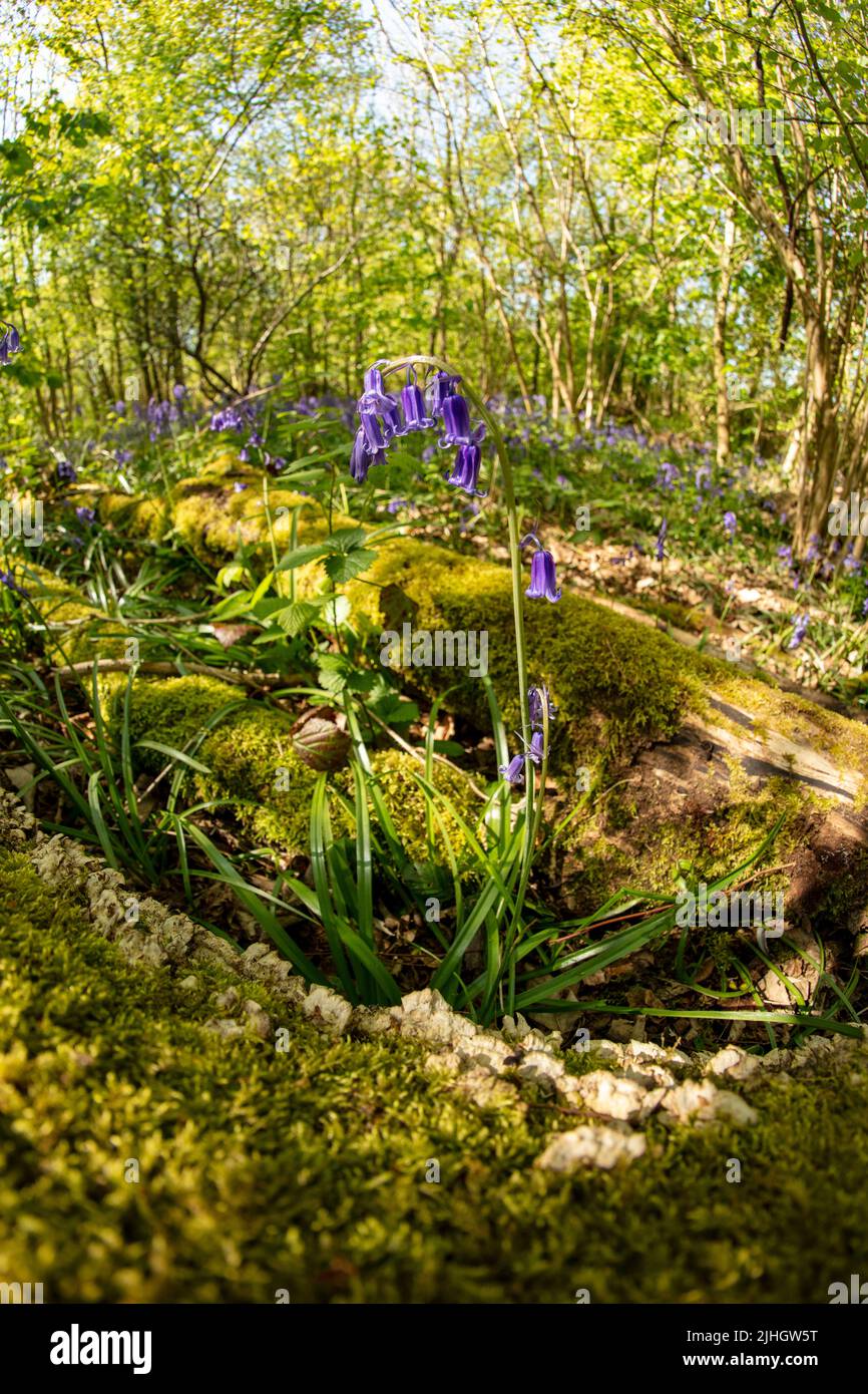 Stunning English Bluebell woods landscape in spring sunshine Stock ...