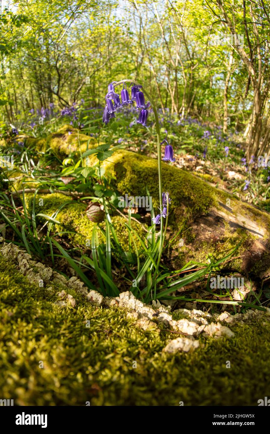 Stunning English Bluebell woods landscape in spring sunshine Stock ...