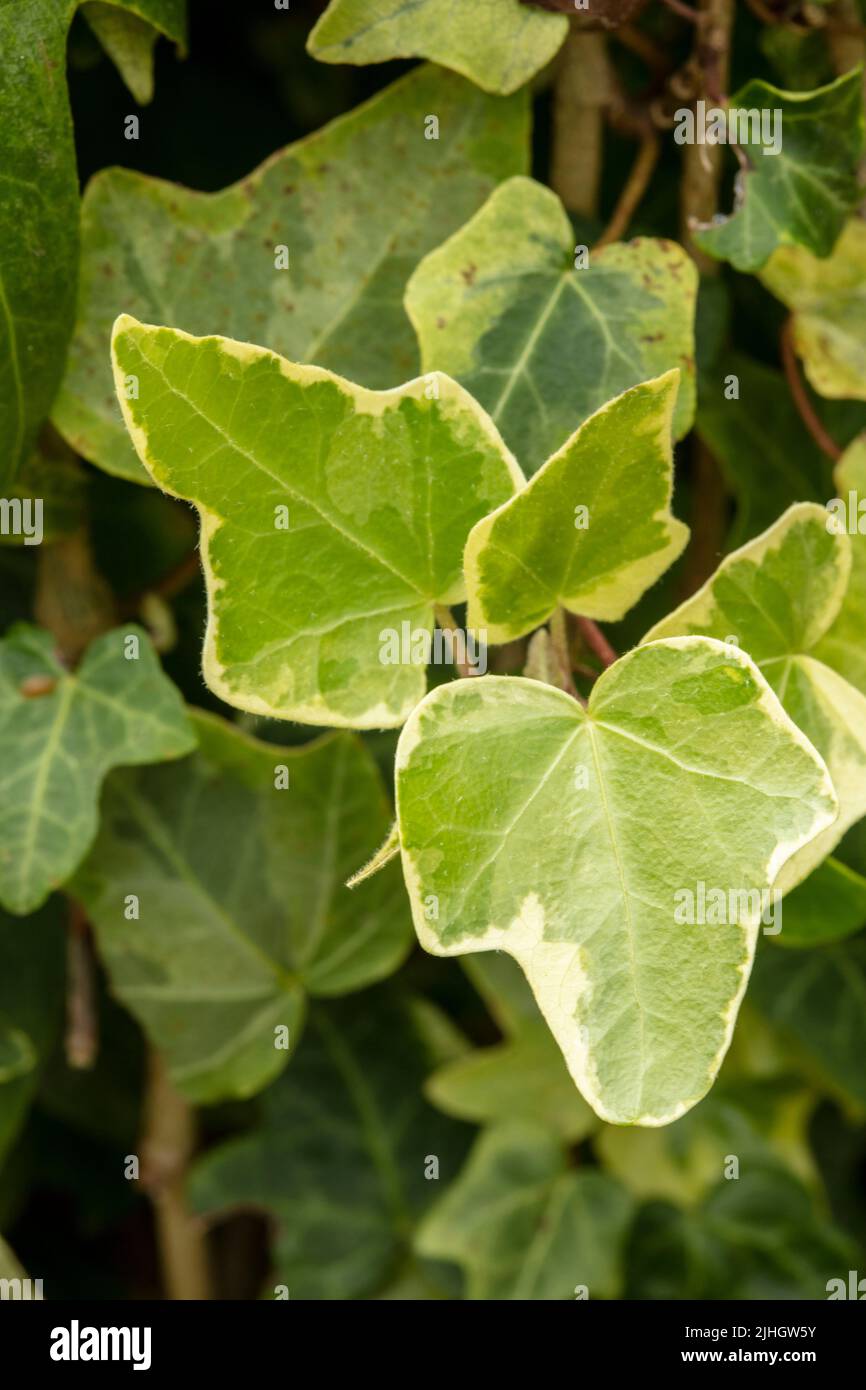 Very close up patterns of Hedera Helix ‘Chicago Variagated’ leaves ...