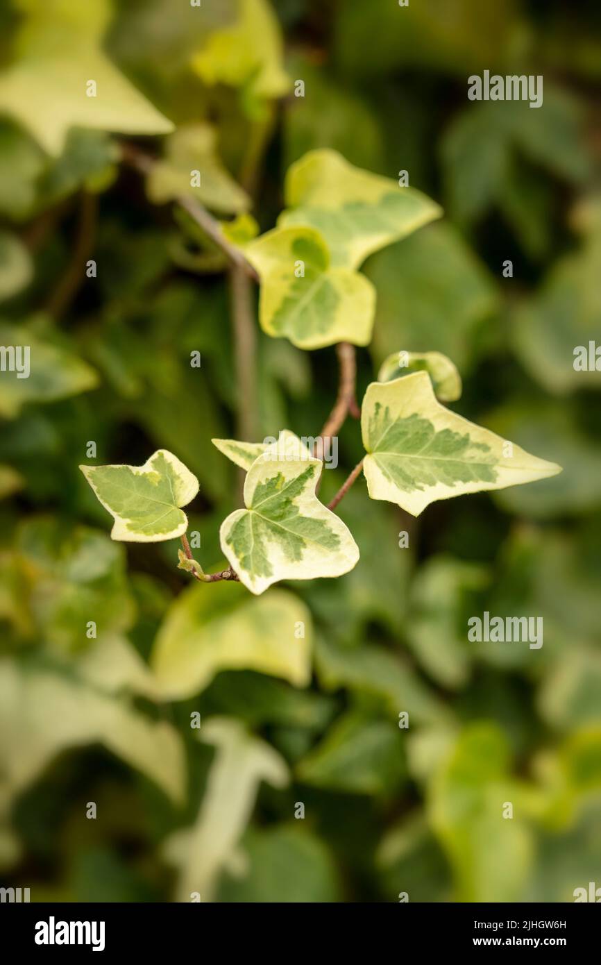 Very close up patterns of Hedera Helix ‘Chicago Variagated’ leaves ...