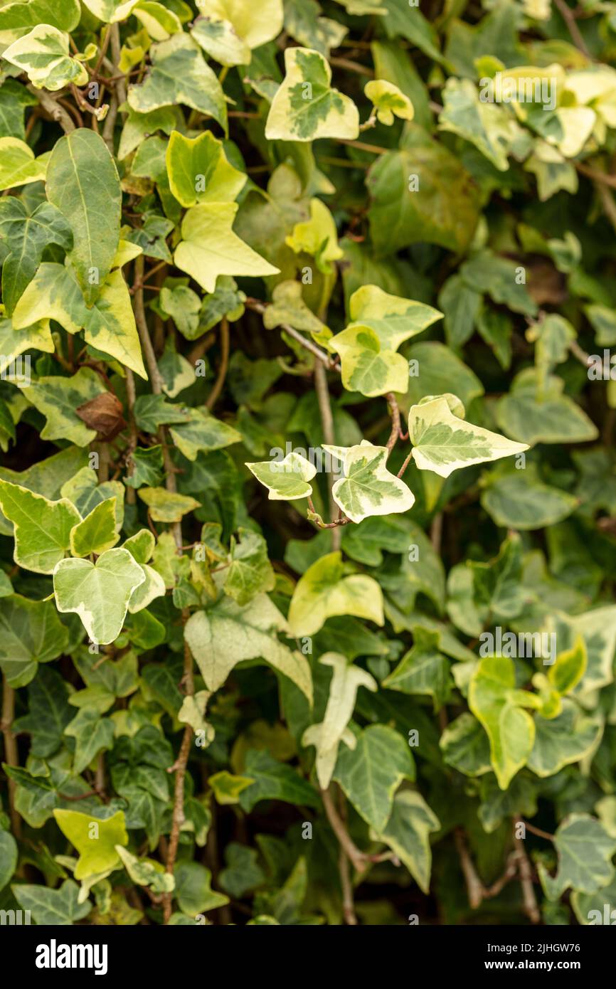 Very close up patterns of Hedera Helix ‘Chicago Variagated’ leaves ...