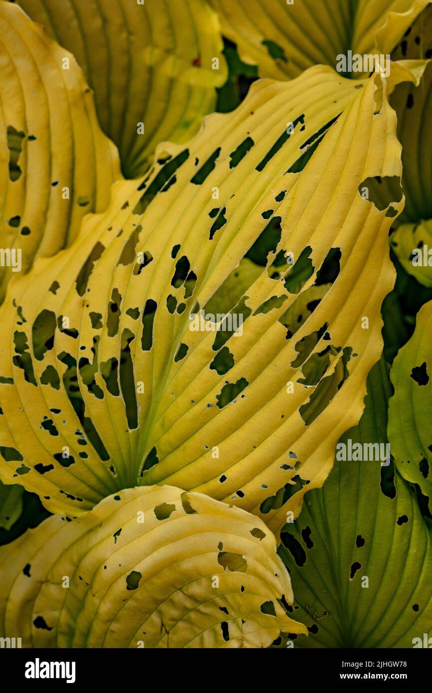 Macro semi abstract of Hosta ‘Dancing Queen’ leaves showing patterns ...