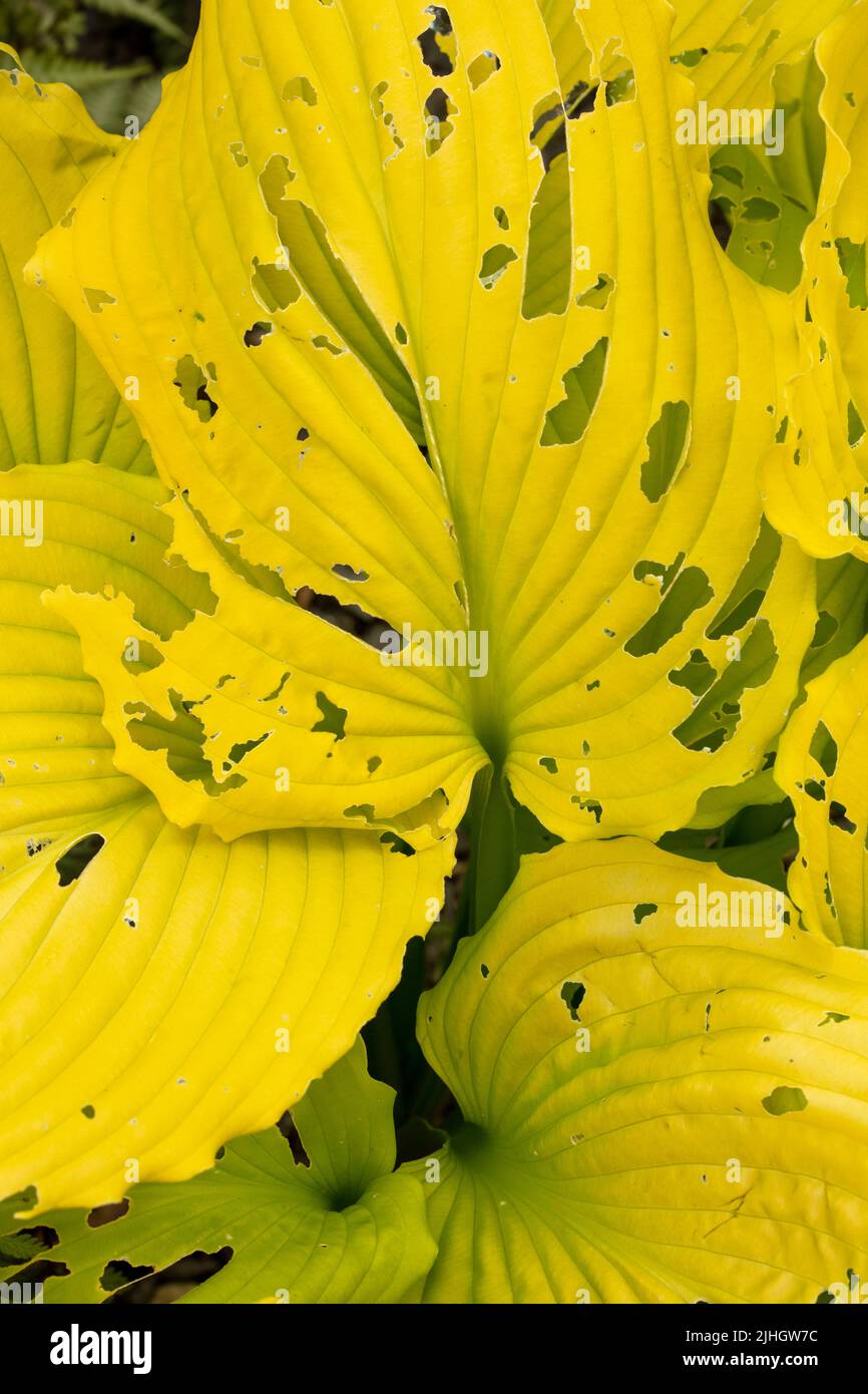 Macro semi abstract of Hosta ‘Dancing Queen’ leaves showing patterns ...