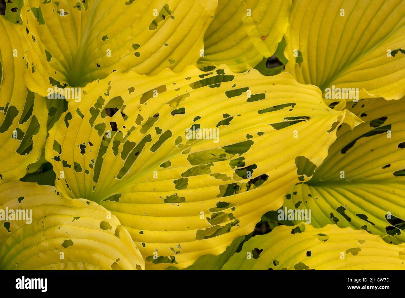 Macro semi abstract of Hosta ‘Dancing Queen’ leaves showing patterns ...