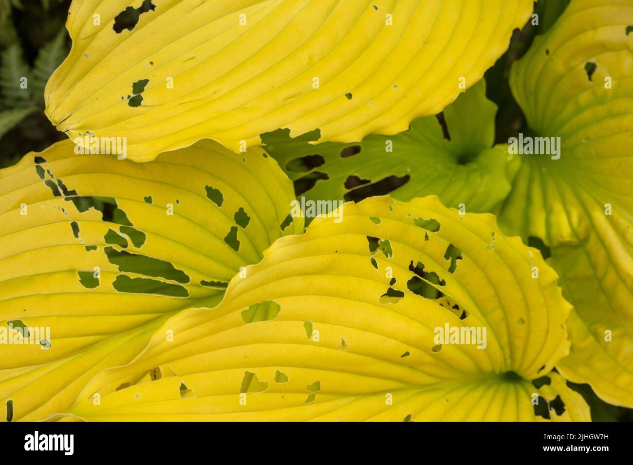 Plantain lily dancing queen hi-res stock photography and images - Alamy