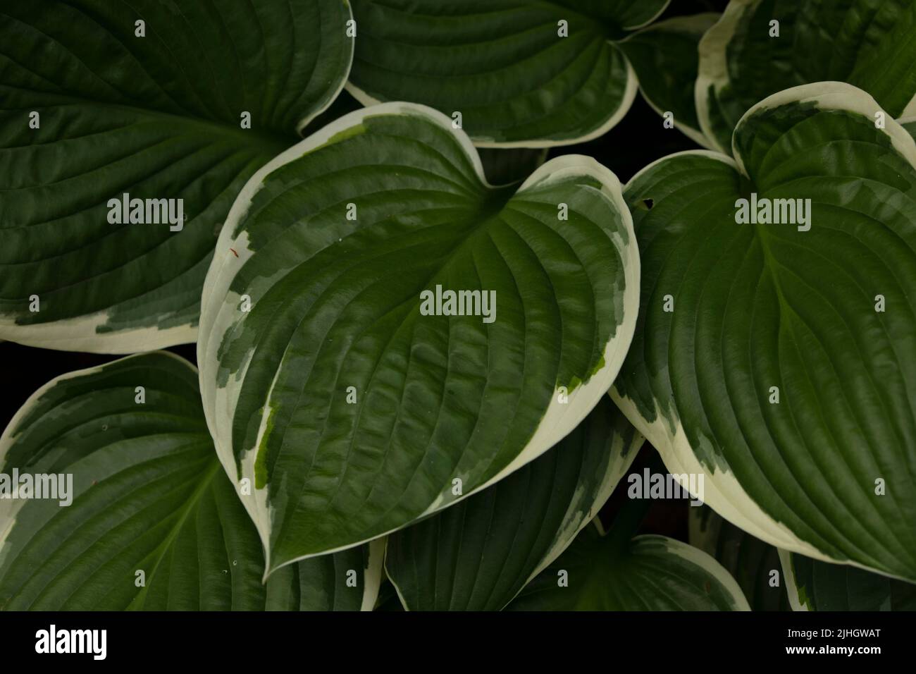 Close-up abstract patterns of Hosta .Francee. (Fortunei Stock Photo - Alamy