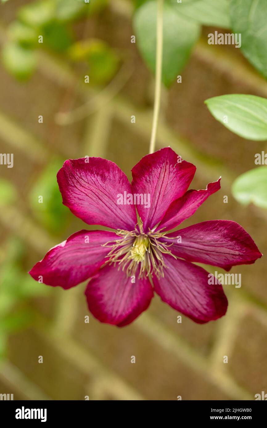 Natural macro flower portrait of Clematis ‘Beth Currie’ Stock Photo - Alamy