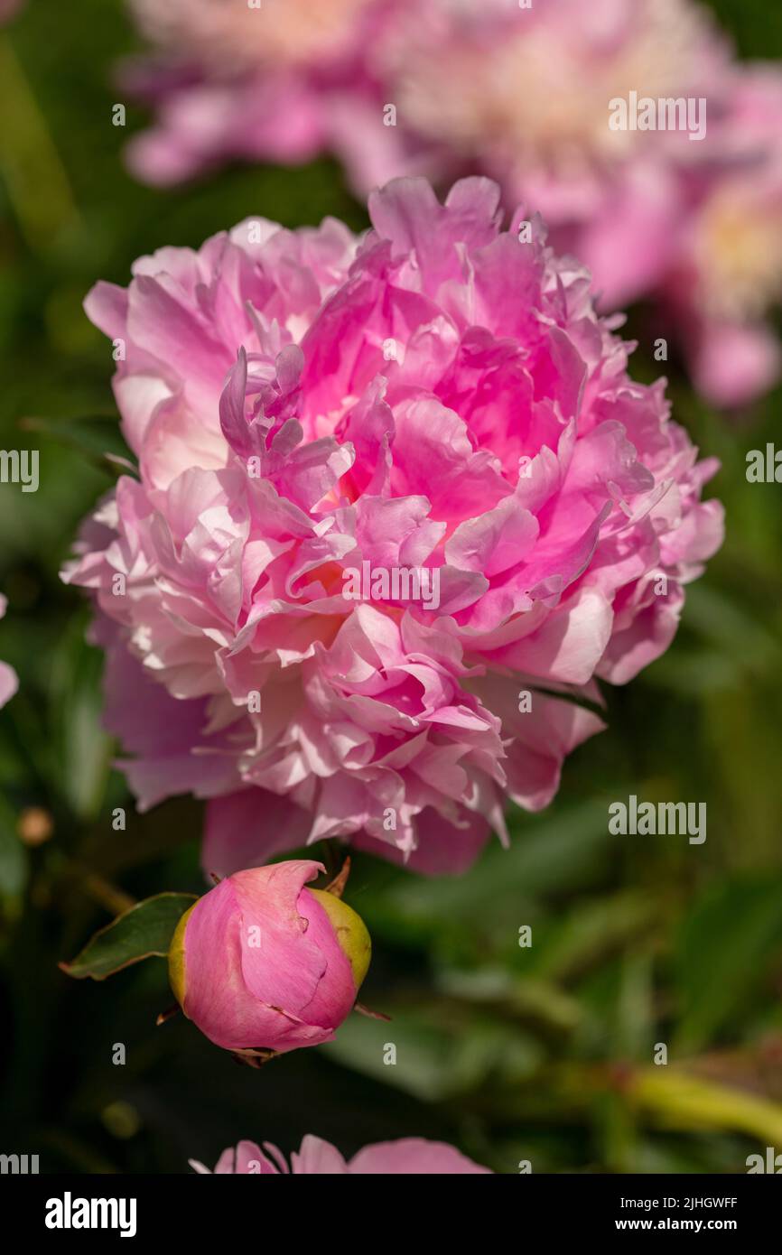 Showy large bowl shaped flowers hi-res stock photography and images - Alamy