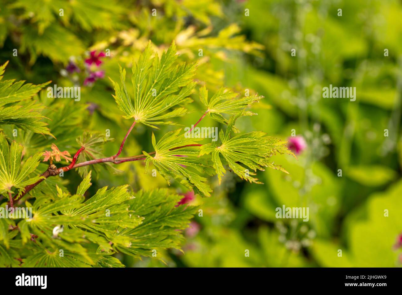 Close up natural patterns of Acer Japonicum ‘Aconitifolium’ leaf ...