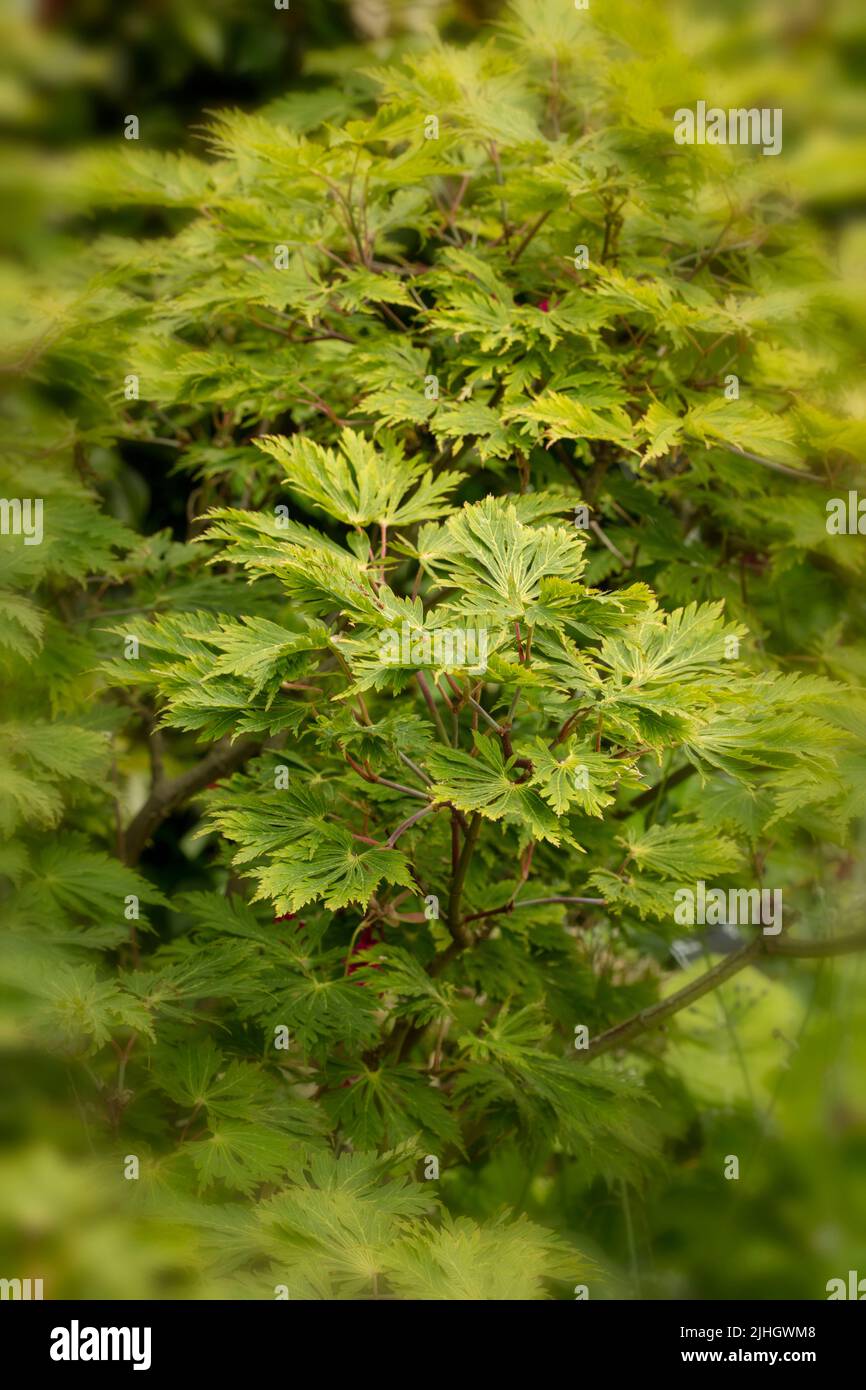 Close up natural patterns of Acer Japonicum ‘Aconitifolium’ leaf ...