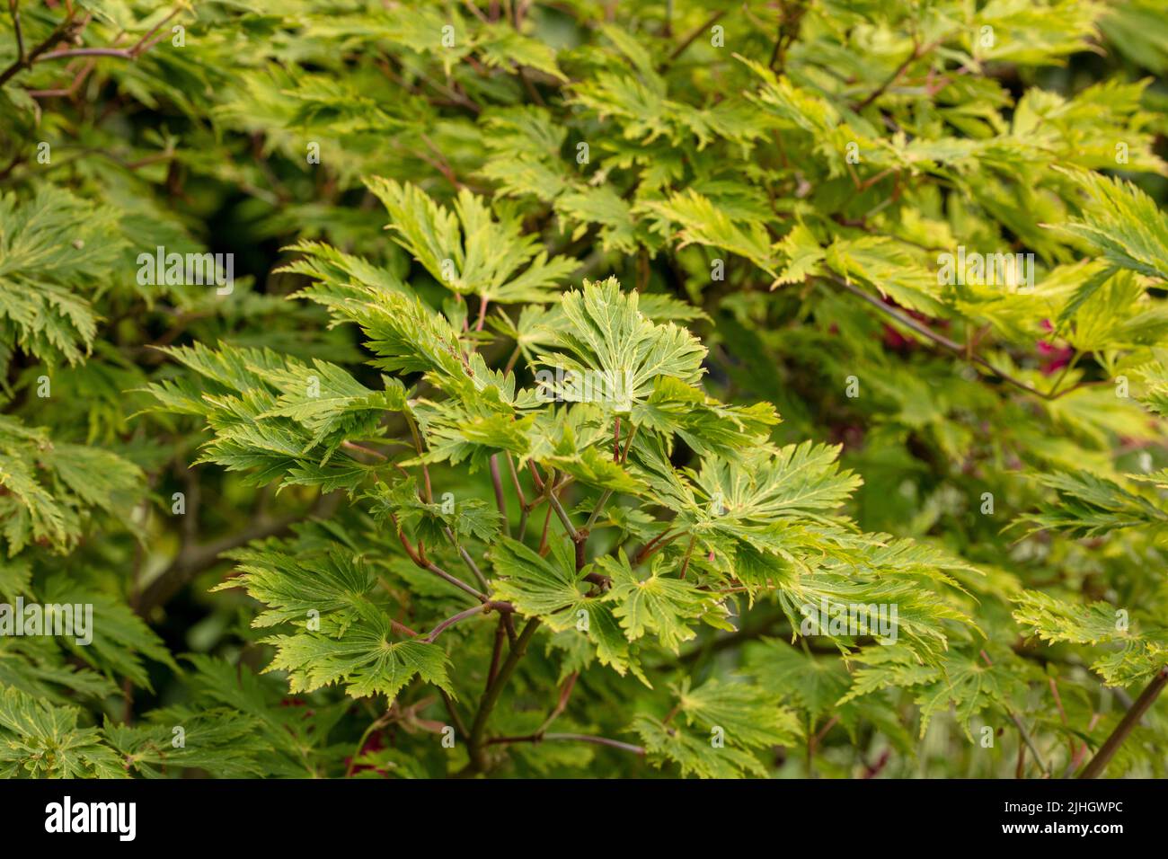 Close up natural patterns of Acer Japonicum ‘Aconitifolium’ leaf ...