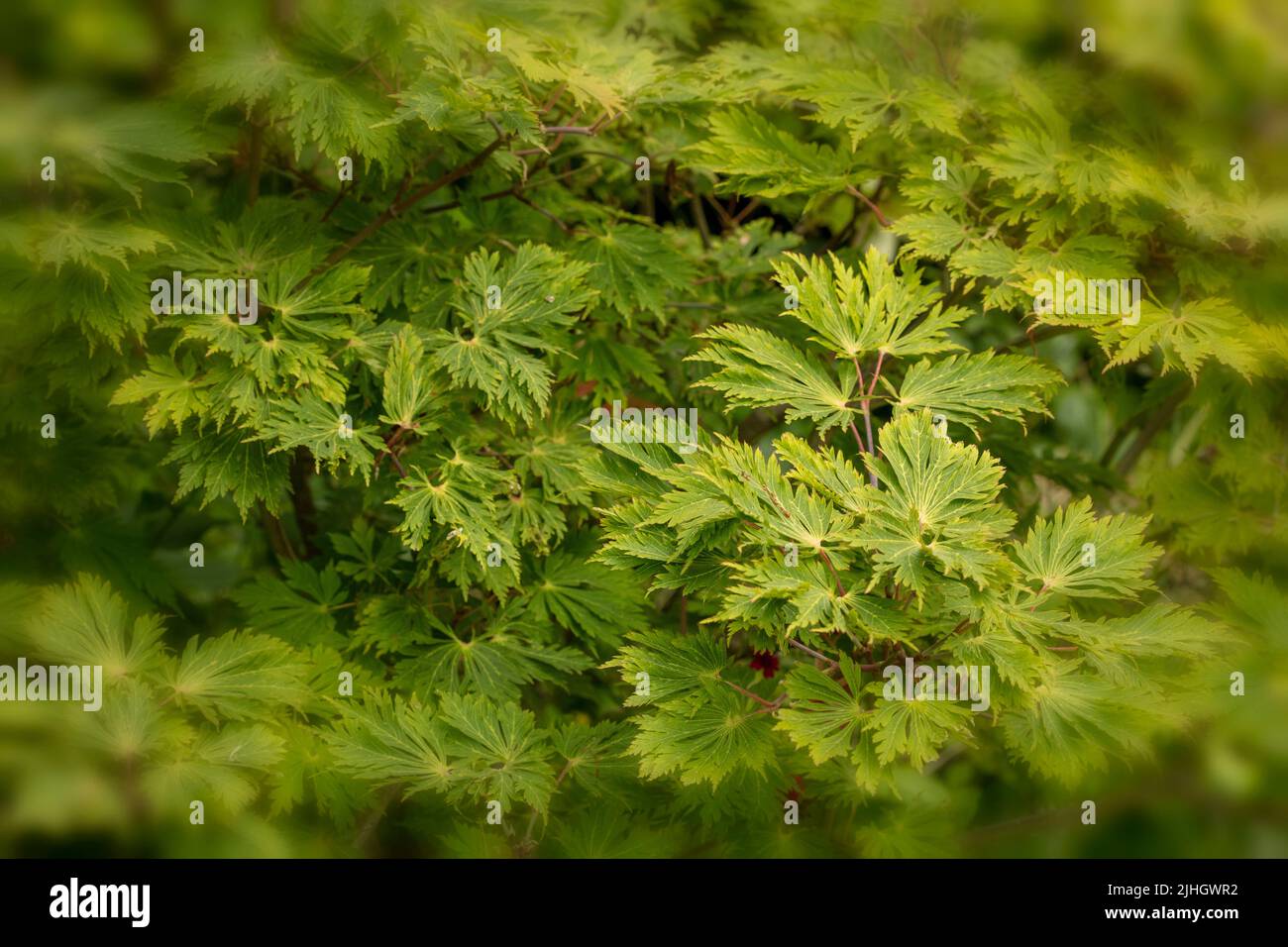 Close up natural patterns of Acer Japonicum ‘Aconitifolium’ leaf ...