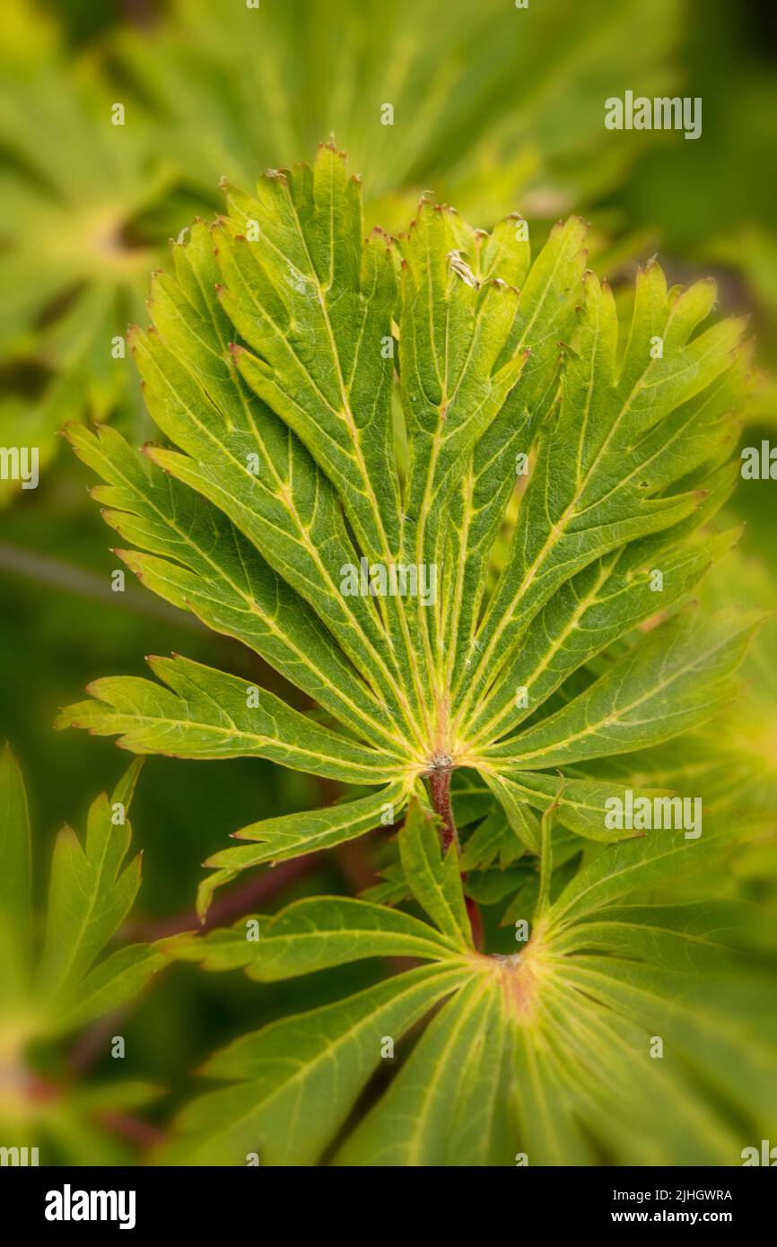 Close up natural patterns of Acer Japonicum ‘Aconitifolium’ leaf ...