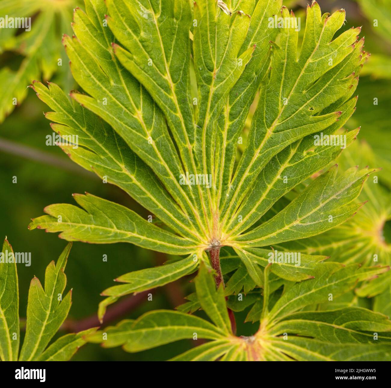 Close up natural patterns of Acer Japonicum ‘Aconitifolium’ leaf ...