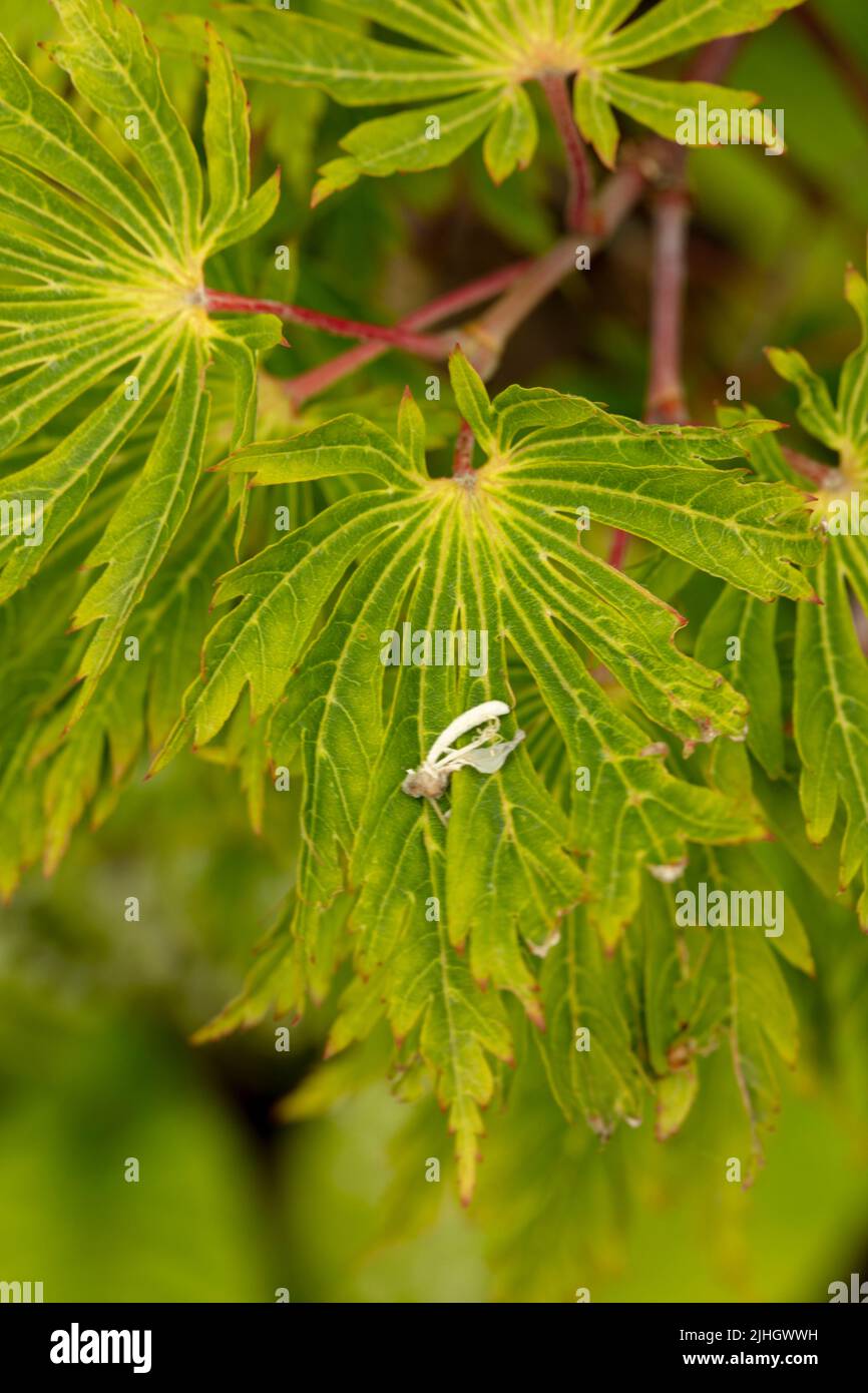 Close up natural patterns of Acer Japonicum ‘Aconitifolium’ leaf ...