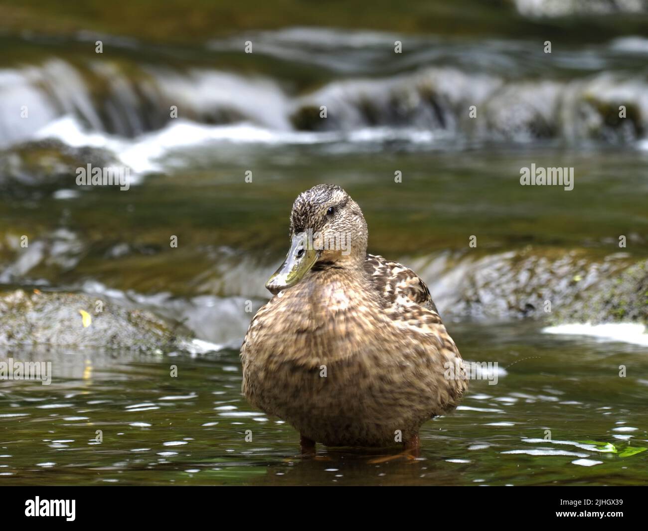 Female Mallard duck swimming on the River Teifi, Wales Stock Photo - Alamy