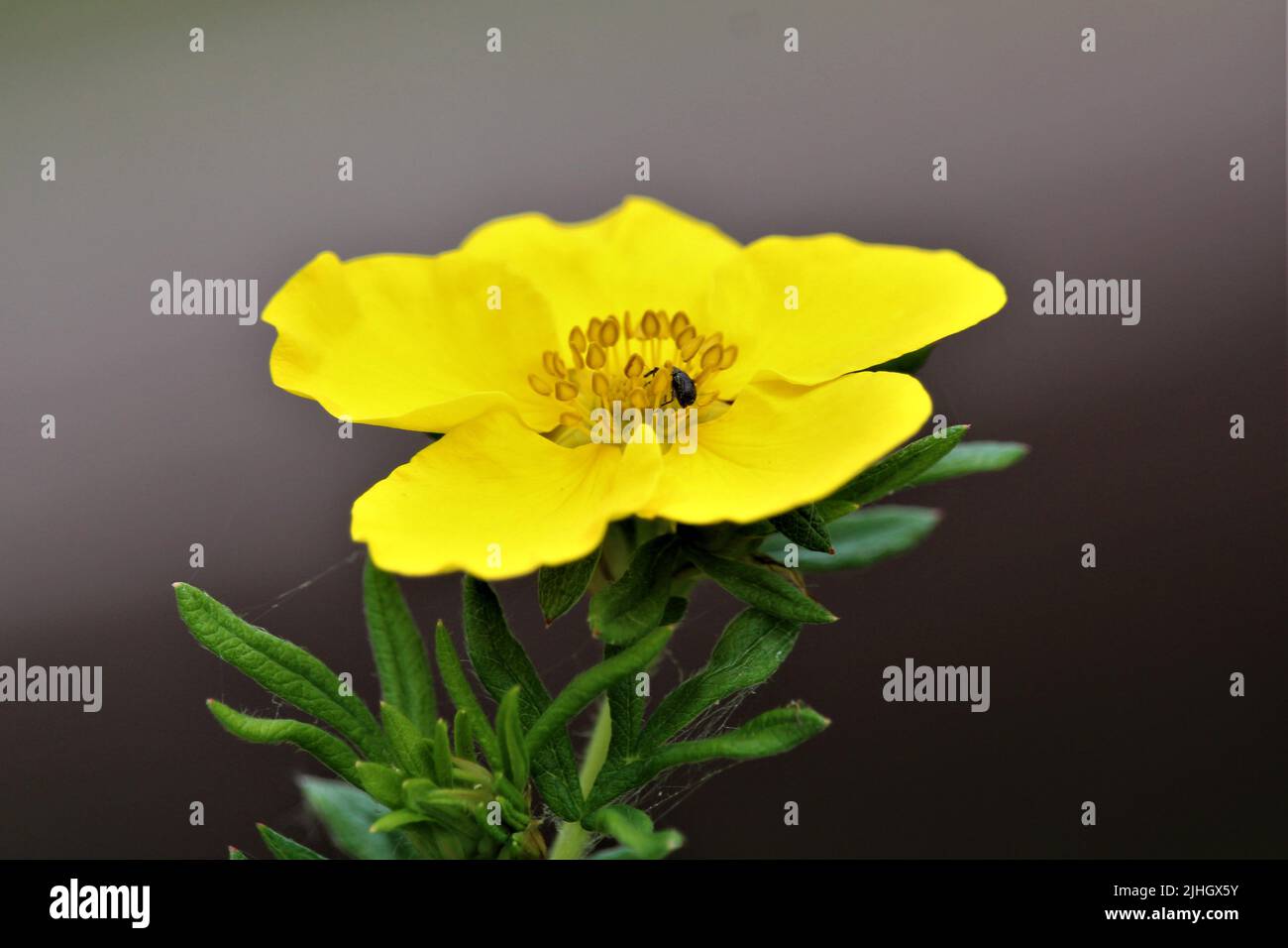 Florado hi-res stock photography and images - Alamy