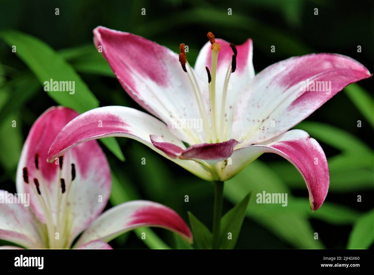 The beautiful nature of Latvia Stock Photo - Alamy