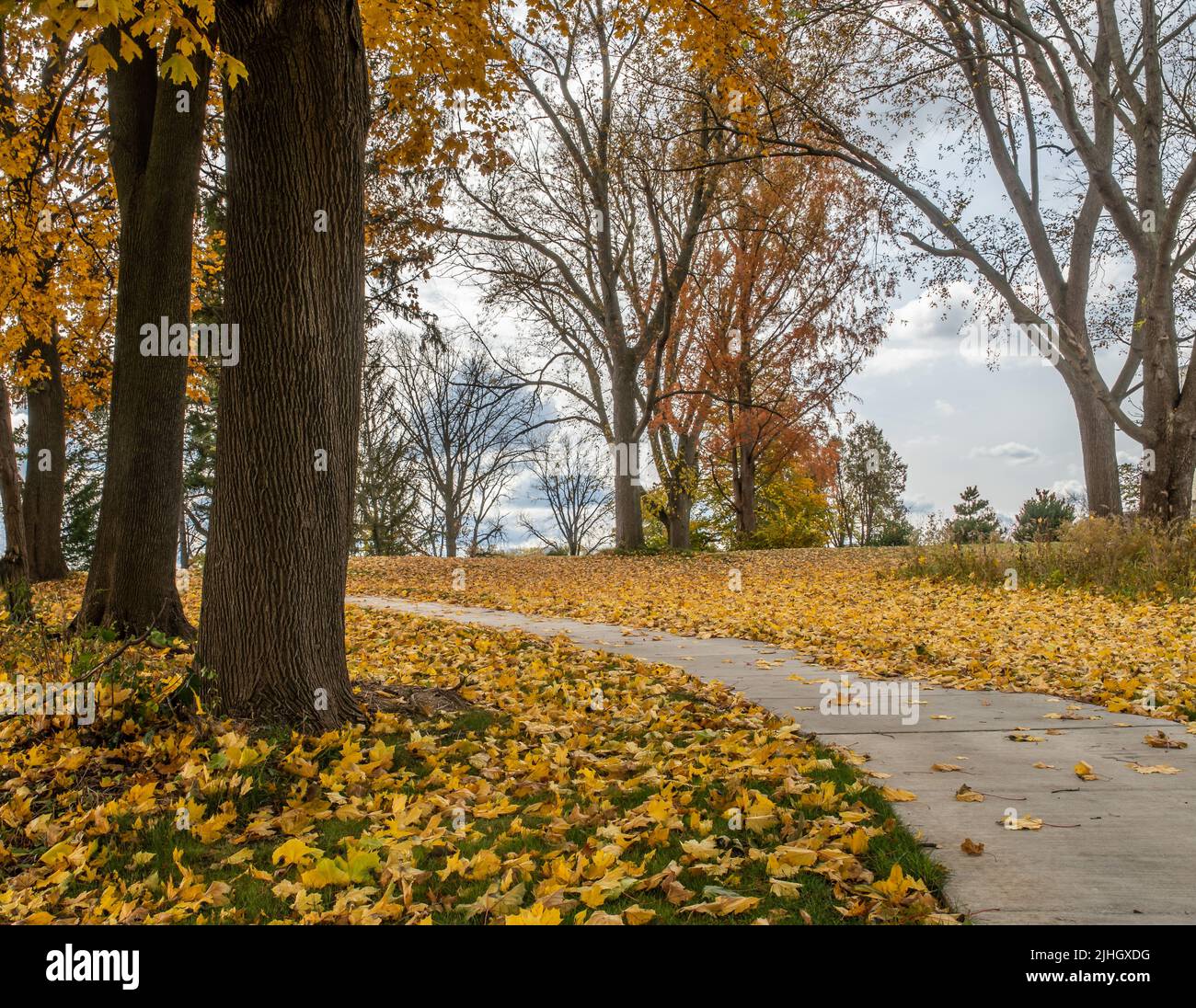 Autumn landscape trees and fallen leaves on curved path Stock Photo - Alamy