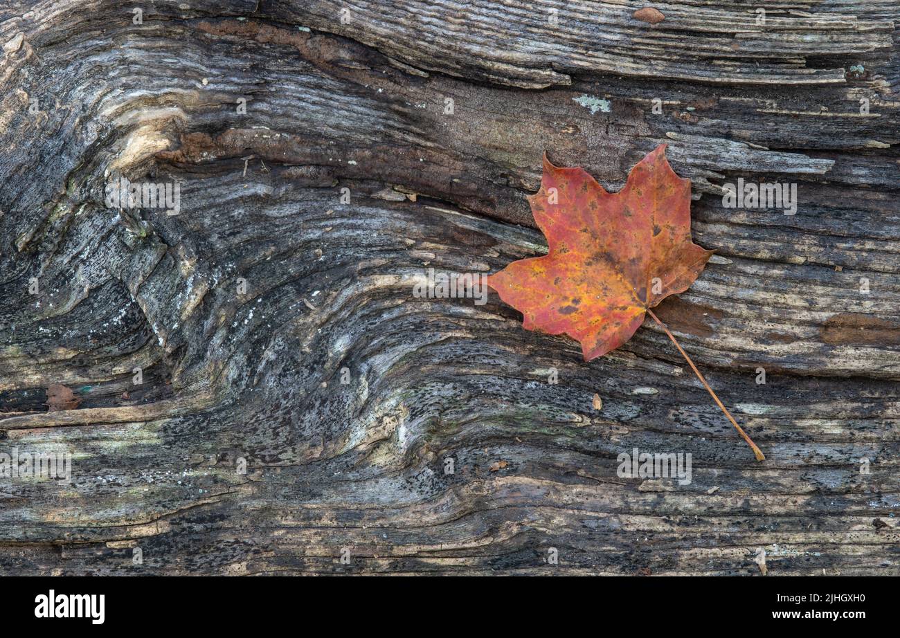 Fall maple leaf resting on bark log Stock Photo - Alamy