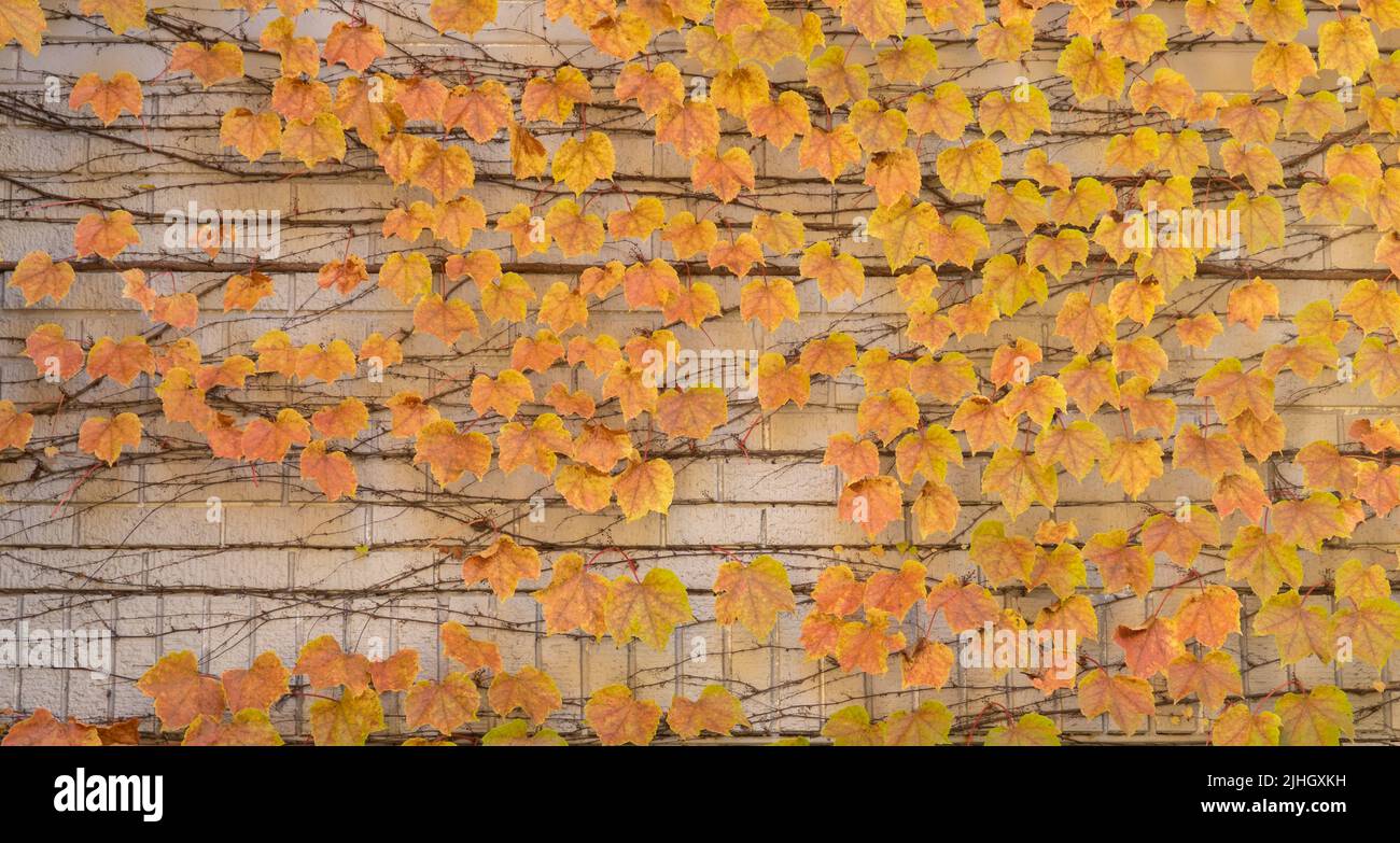 Ivy growing across wall hi-res stock photography and images - Alamy