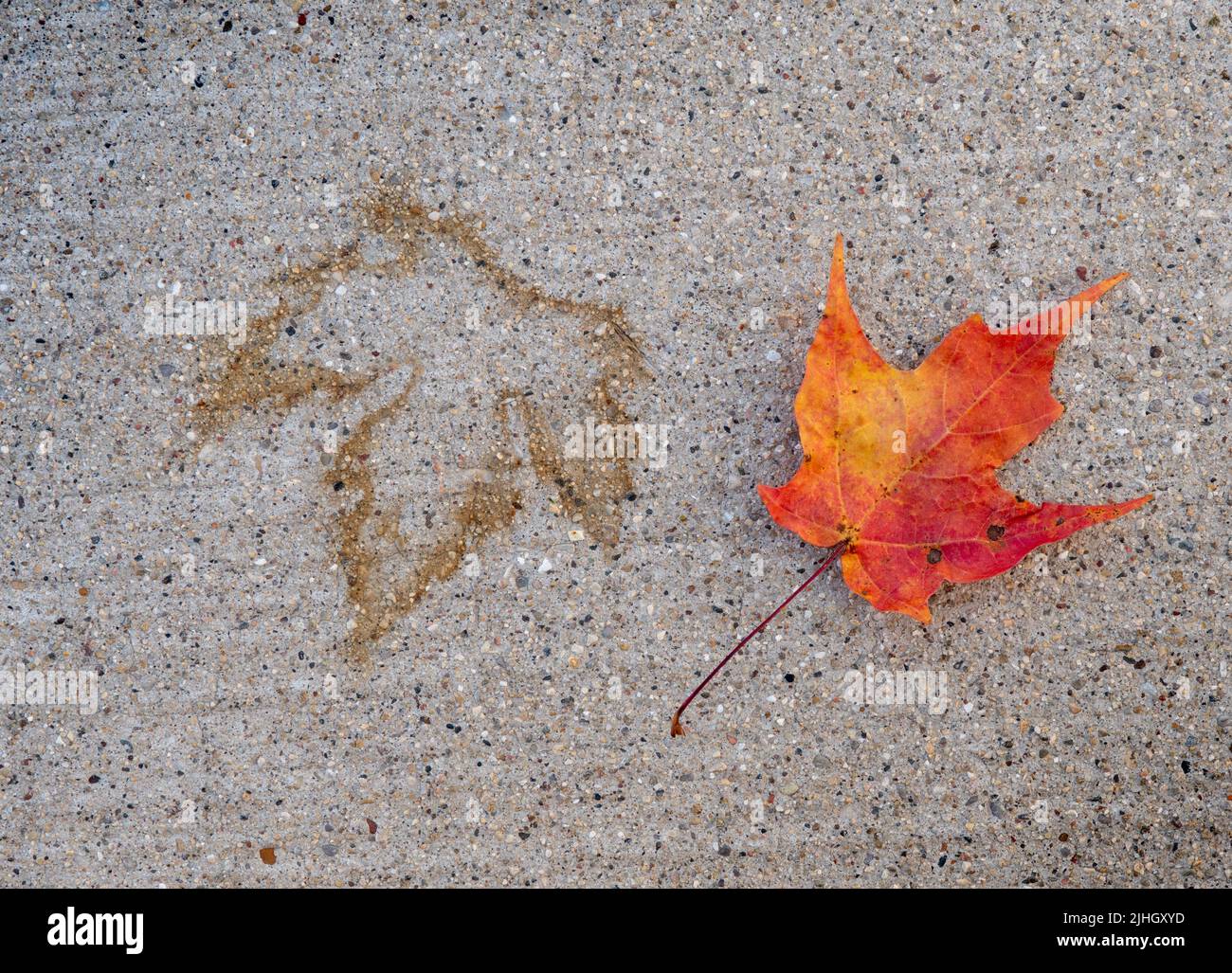 Leaf shaped marking on concrete with fall maple leaf Stock Photo - Alamy Leaf shaped marking on concrete with fall maple leaf Stock Photo - Alamy