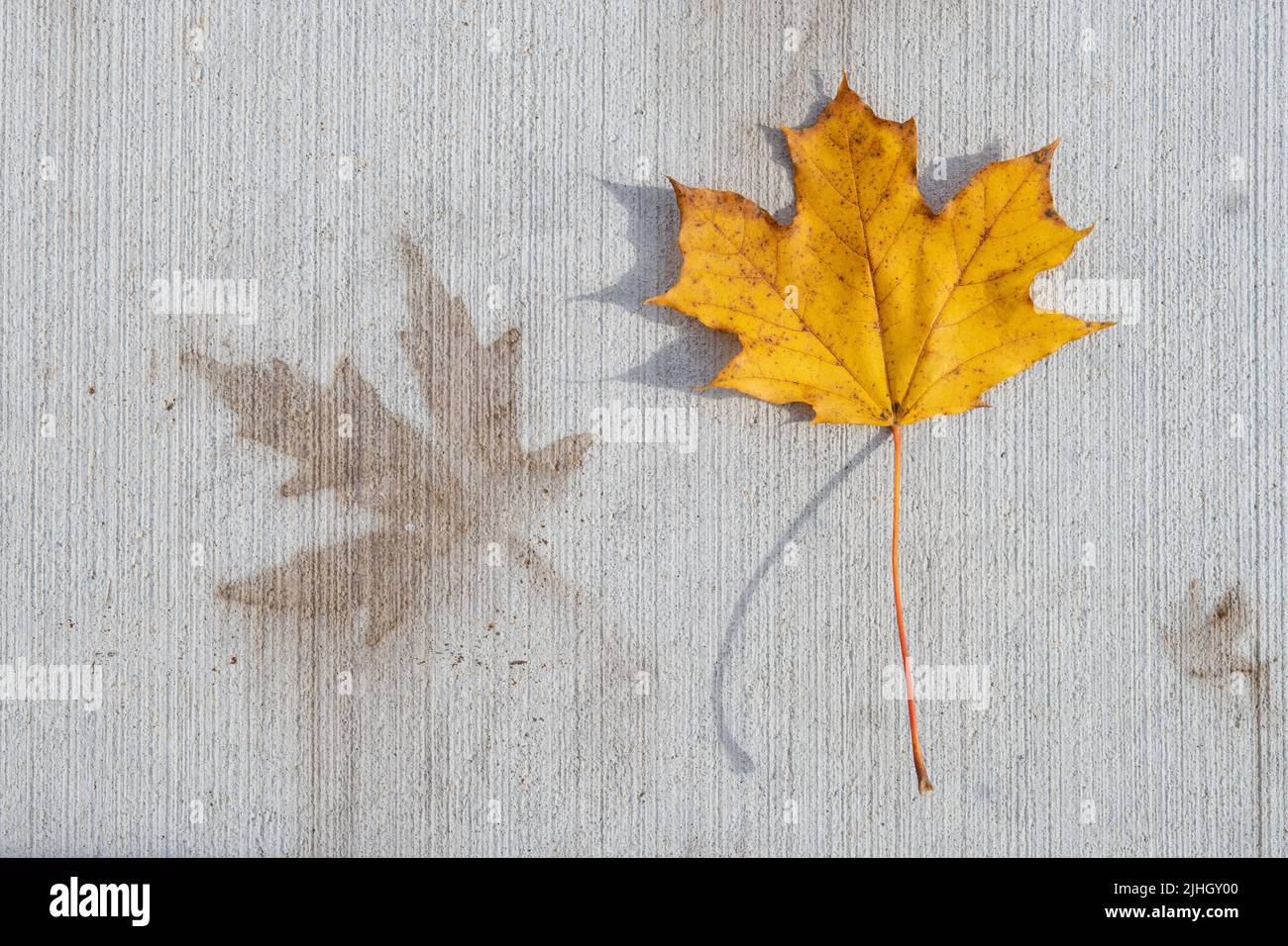 Leaf shaped marking on concrete with fall maple leaf Stock Photo - Alamy