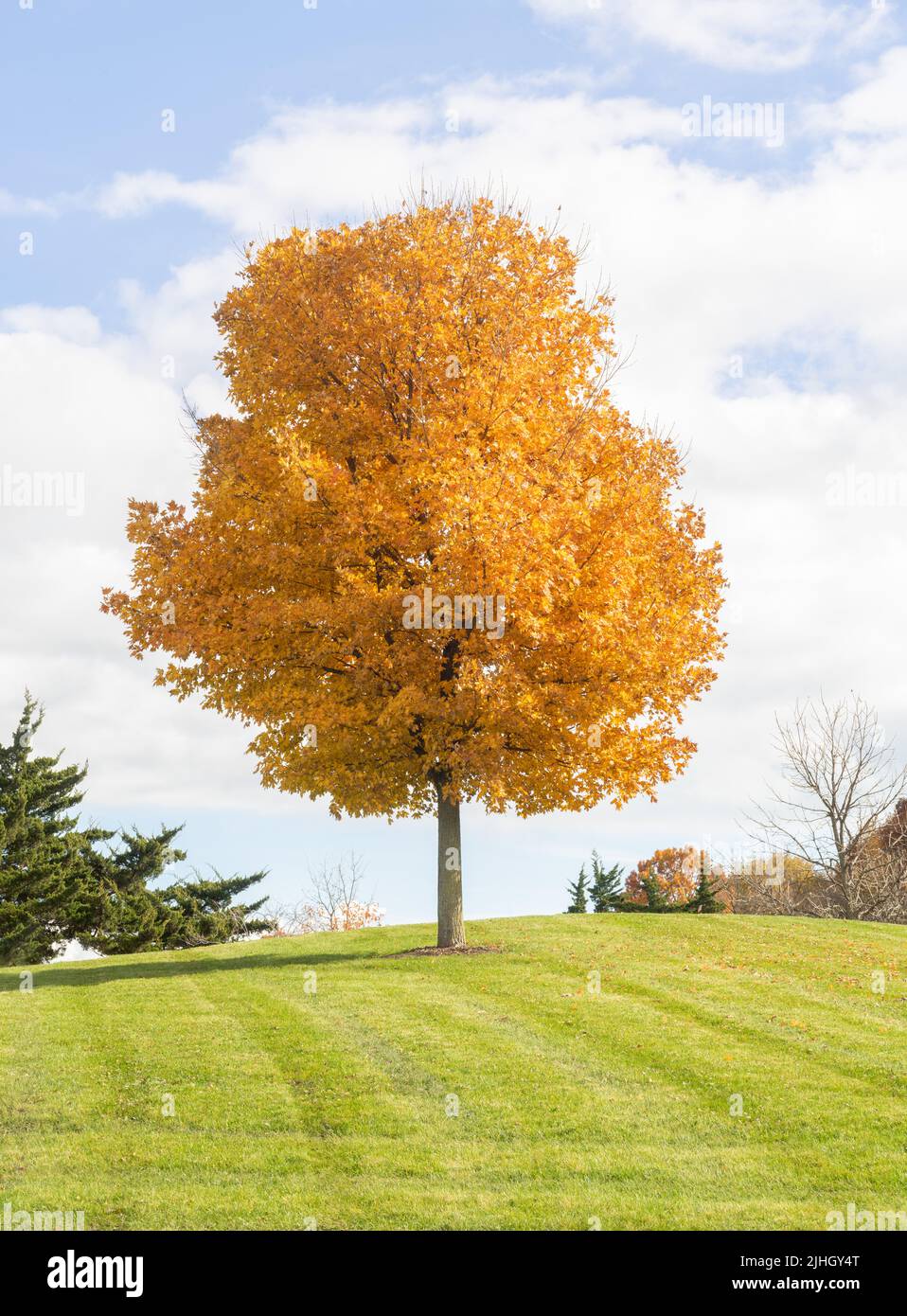 Lone maple tree hi-res stock photography and images - Alamy