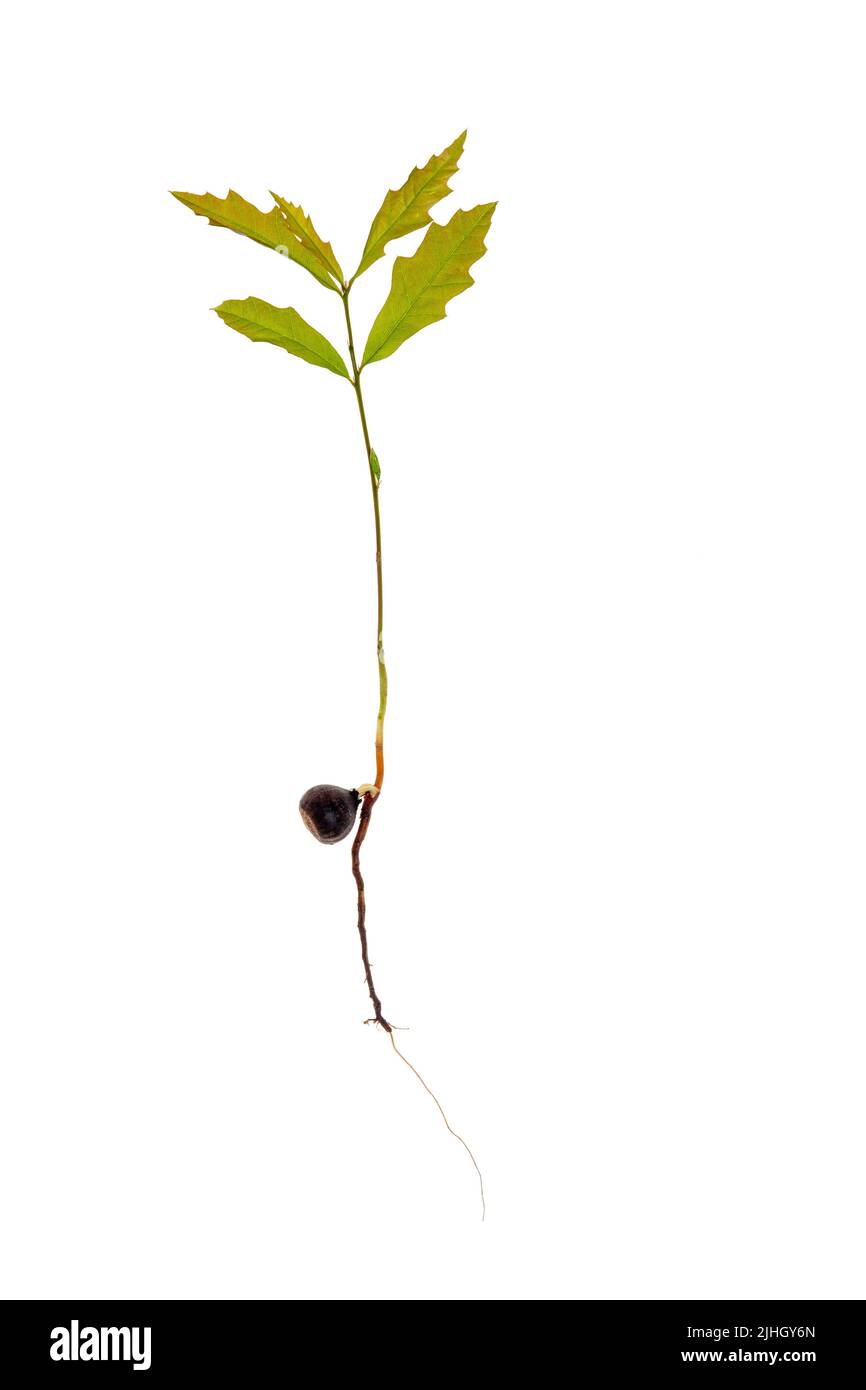 Oak seedling hi-res stock photography and images - Alamy