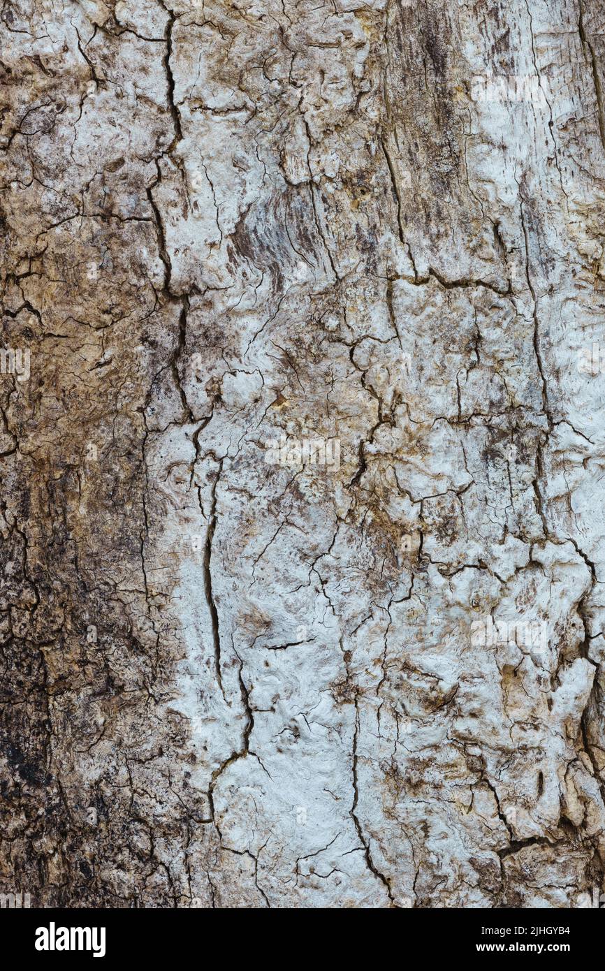 Tree with no bark background texture Stock Photo - Alamy