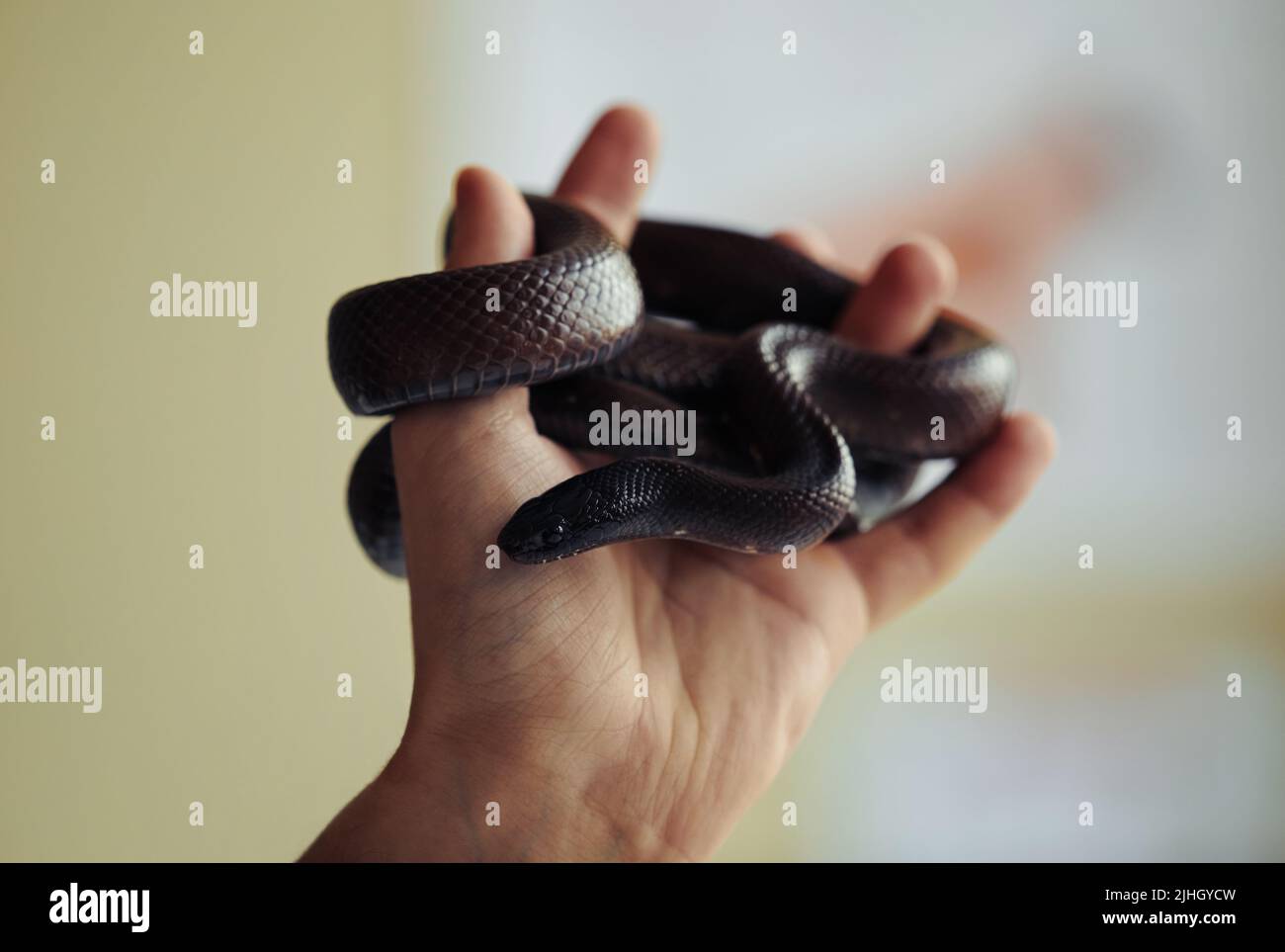 Close up of hand holding little snake coiled around fingers with ...