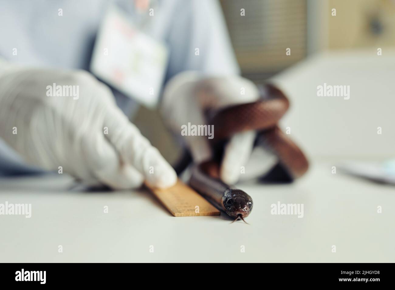 Close up of female veterinarian measuring little snake at vet clinic ...
