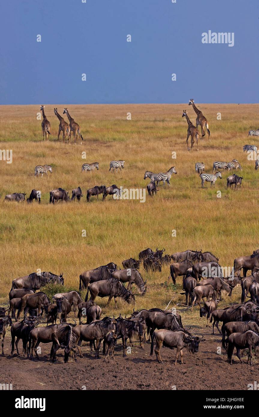 Animal life in Maasai Mara Stock Photo - Alamy