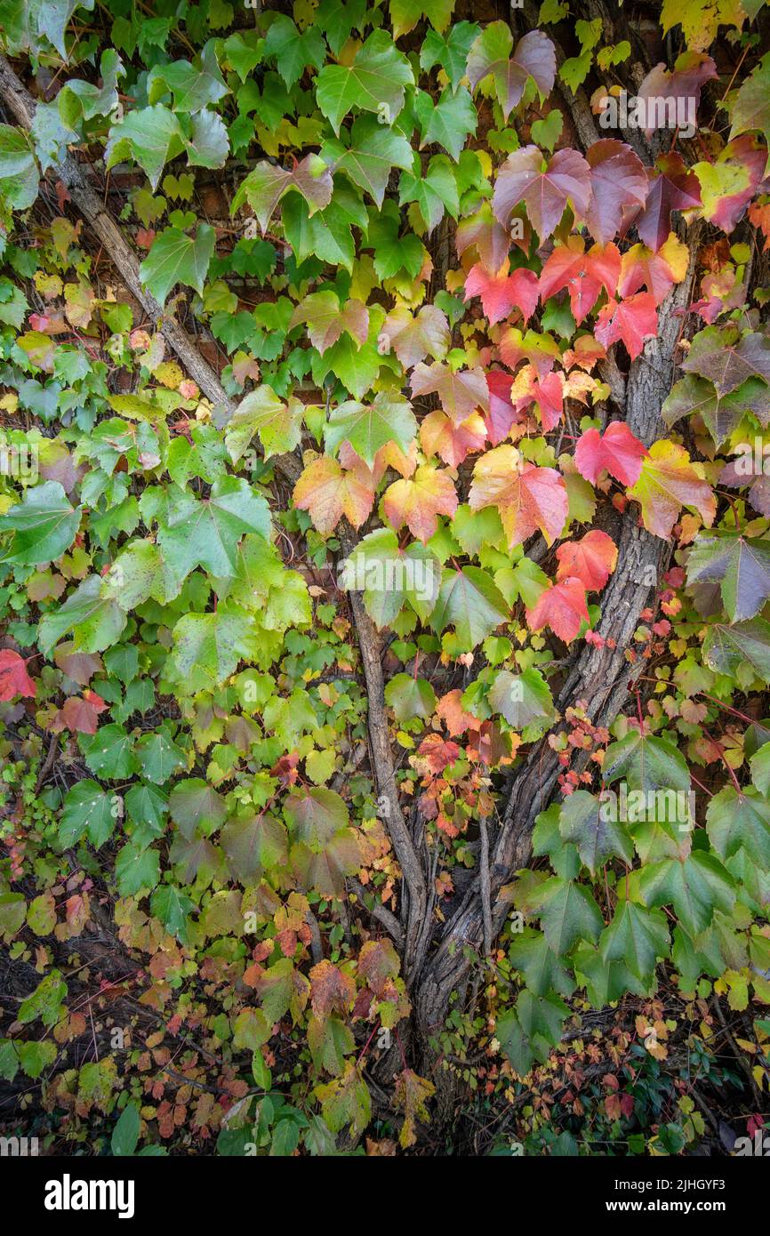 Brick wall covered in fall ivy leaves Stock Photo - Alamy
