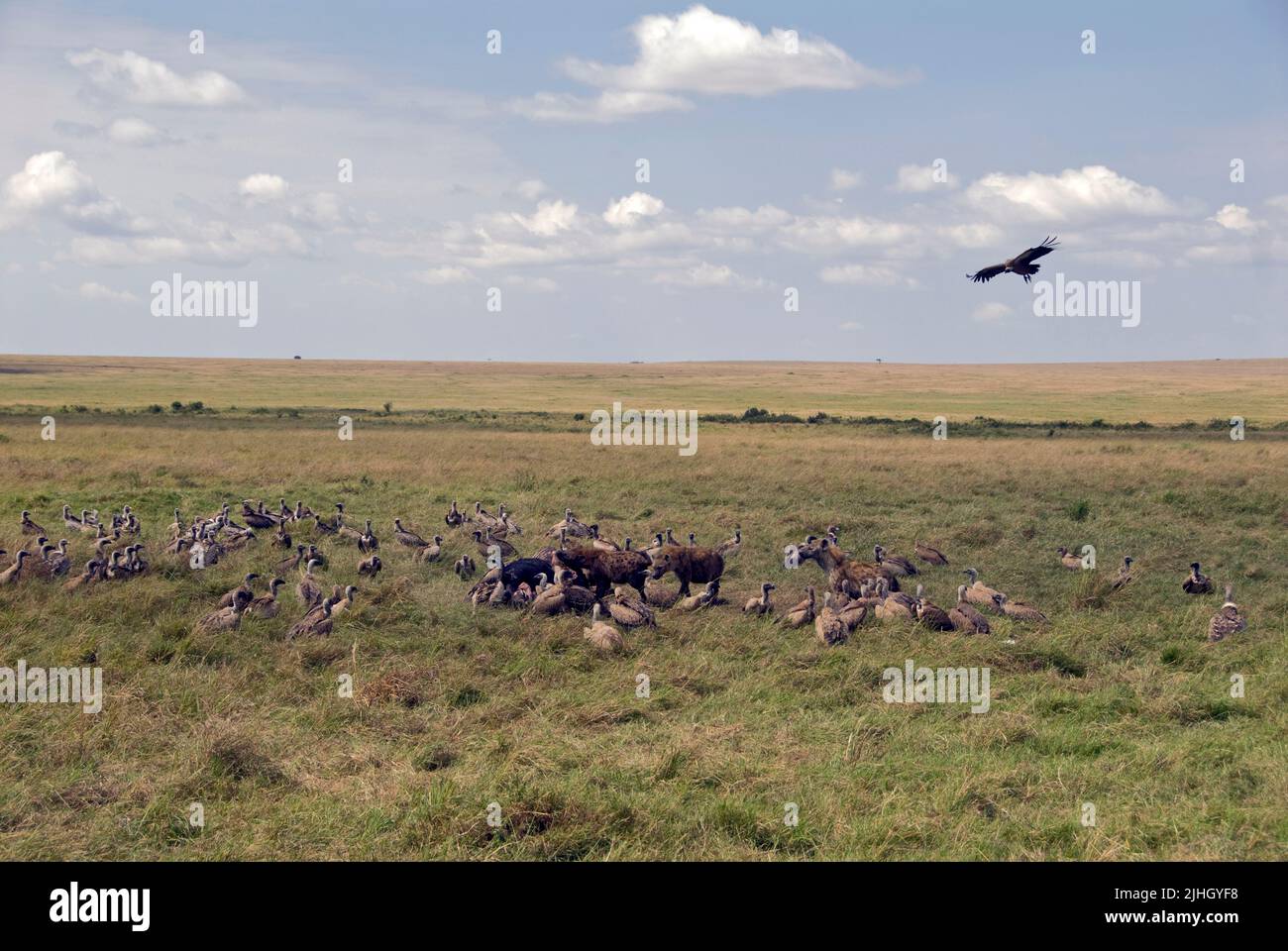 Vultures around dead animal hi-res stock photography and images - Alamy