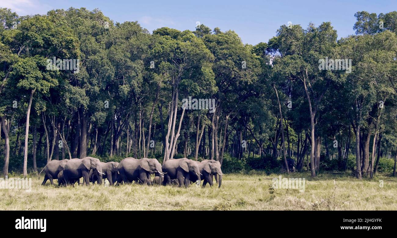 African elephants emerging from the forest and into the marsh in Maasai ...