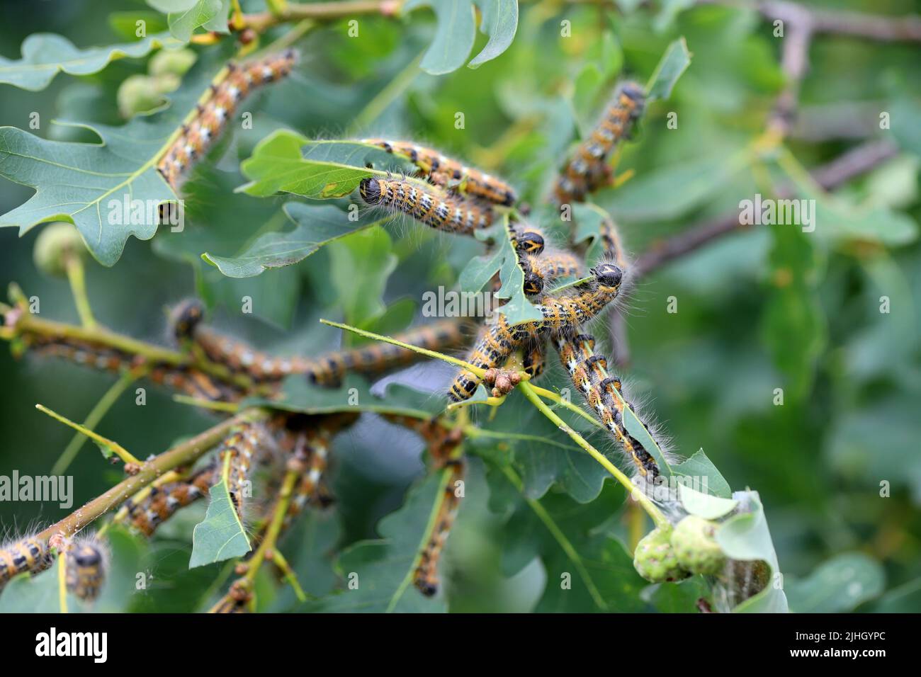 Oak tree leaf caterpillar hi-res stock photography and images - Alamy