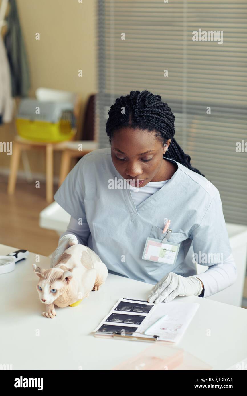 Vertical portrait of young female veterinarian examining cat in vet ...