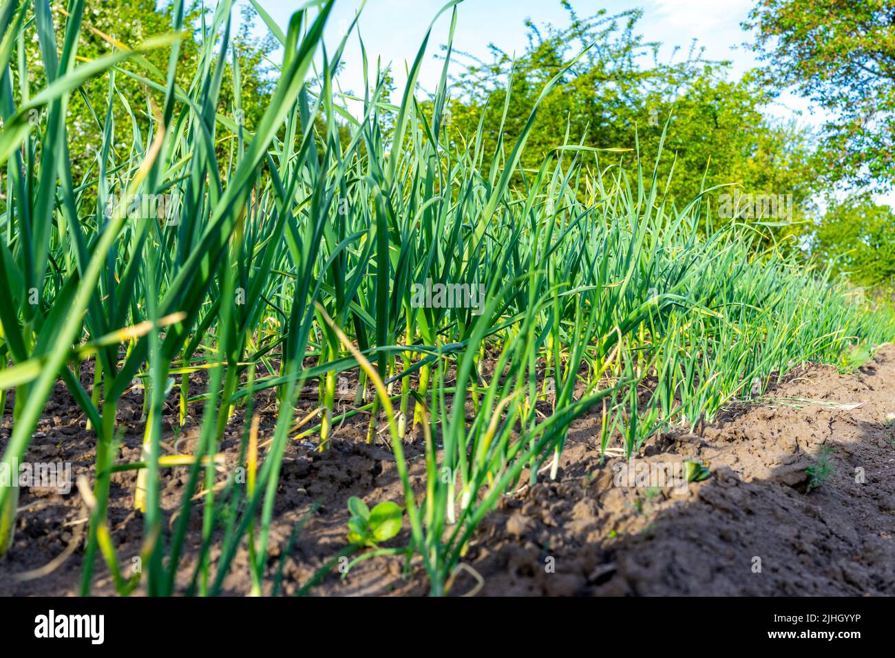 Green young shoots of garlic. Growing garlic in agriculture Stock Photo ...
