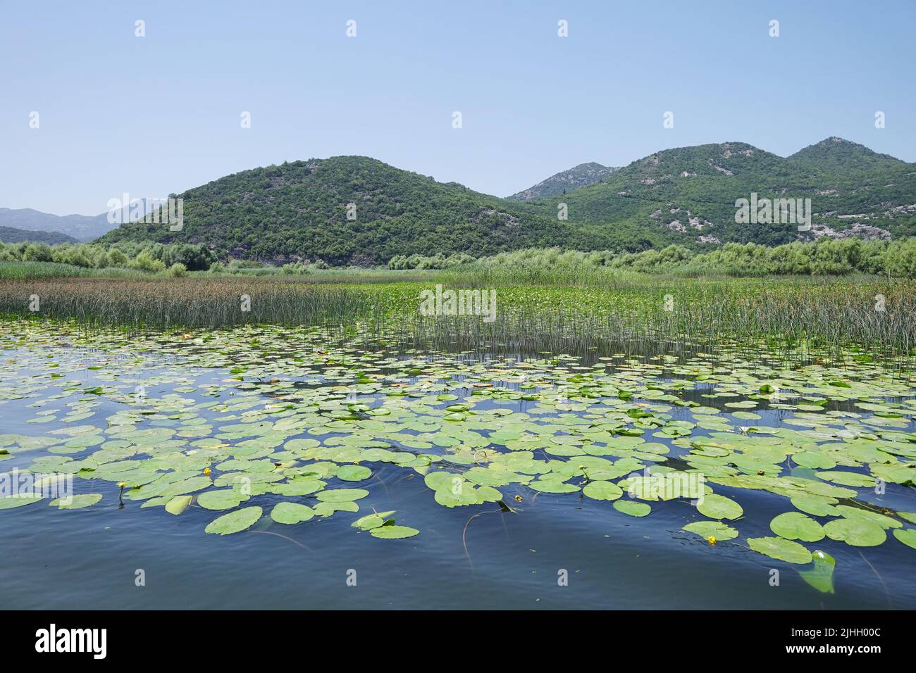 National park, Scadar lake, Montenegro Stock Photo - Alamy