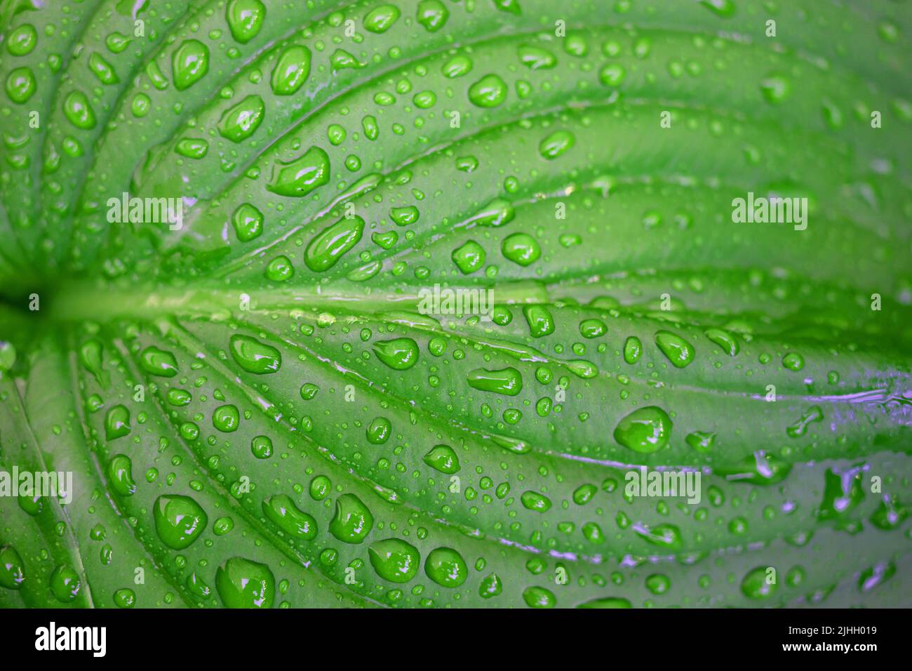 Plant water texture hi-res stock photography and images - Alamy