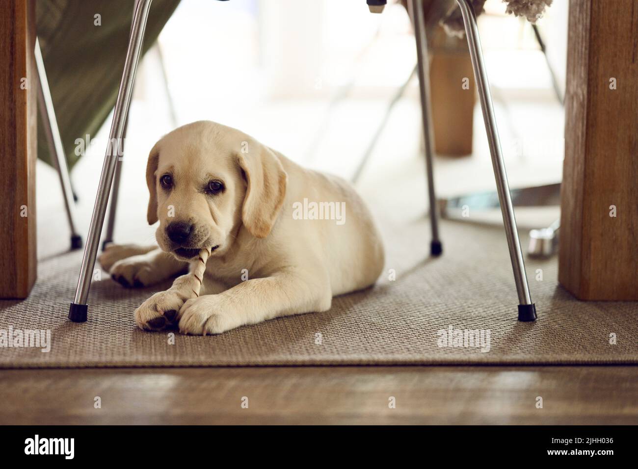 Cute little puppy chewing on a toy or dog chew lying under a chair ...
