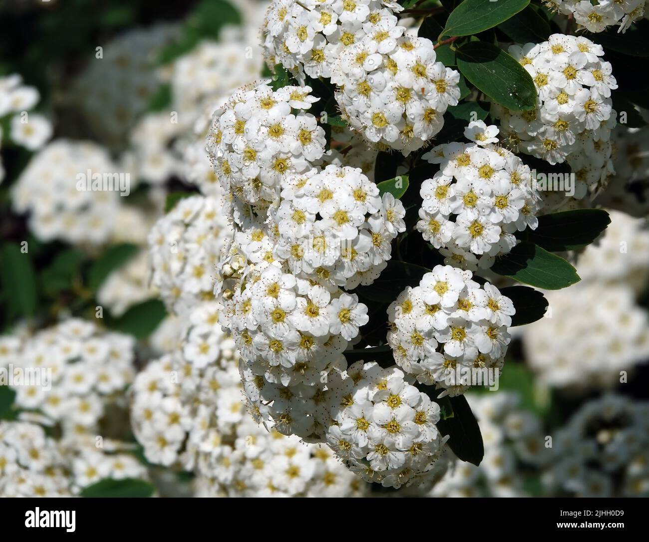 Flower bushes Spirea Cantonese blooms in spring with large clusters of ...