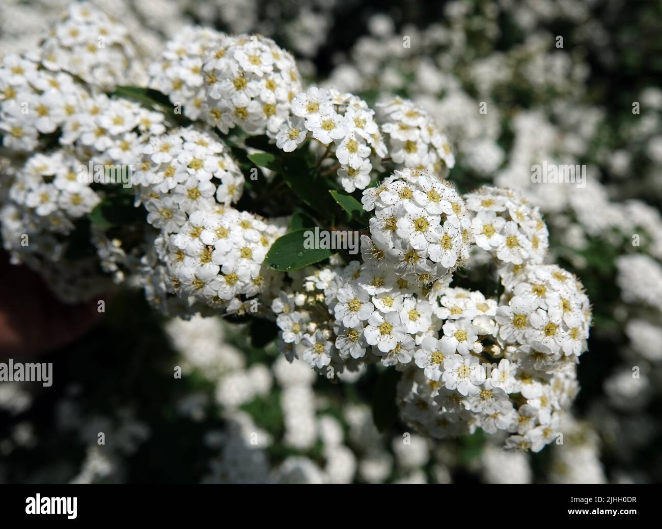 Flower bushes Spirea Cantonese blooms in spring with large clusters of ...