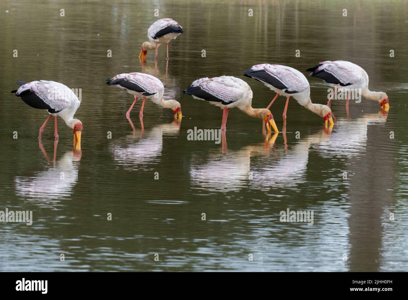 Zambia, South Luangwa National Park. Yellow-billed storks fishing ...