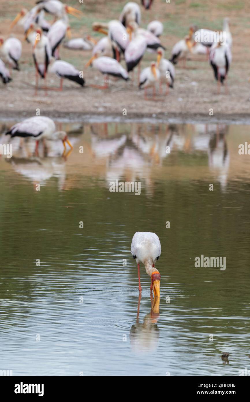 Zambia, South Luangwa National Park. Yellow-billed storks fishing ...