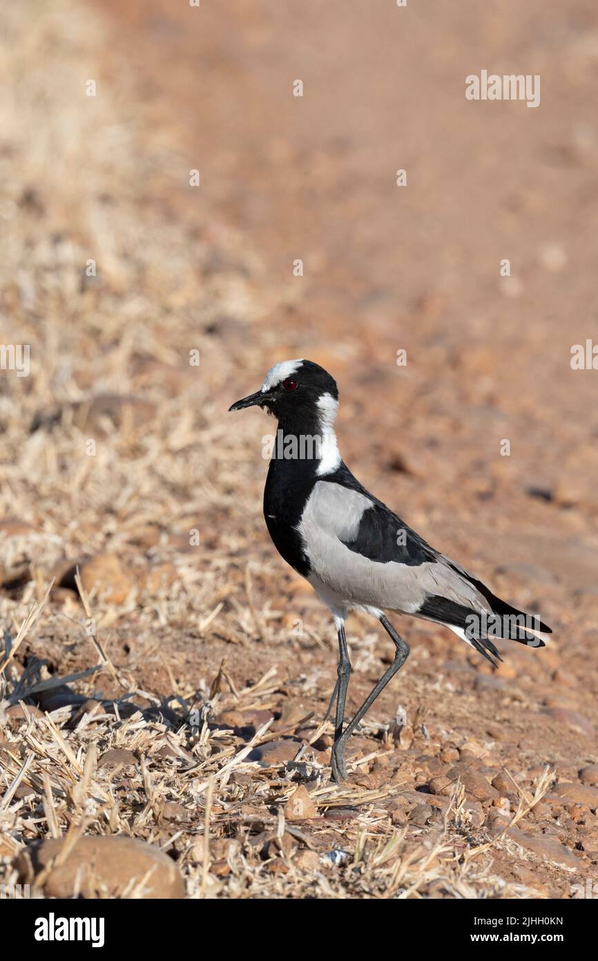 Zambia, South Luangwa National Park. Blacksmith lapwing aka blacksmith ...