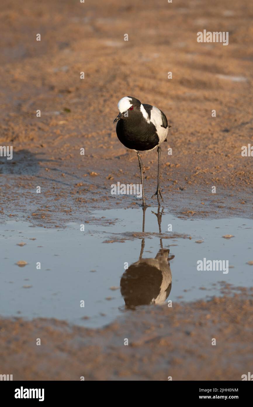 Zambia, South Luangwa National Park. Blacksmith lapwing aka blacksmith ...