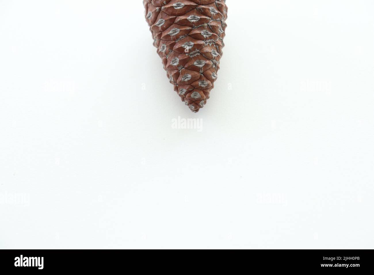 Pine cone half isolated on white background. unpeeled or unopened brown ...